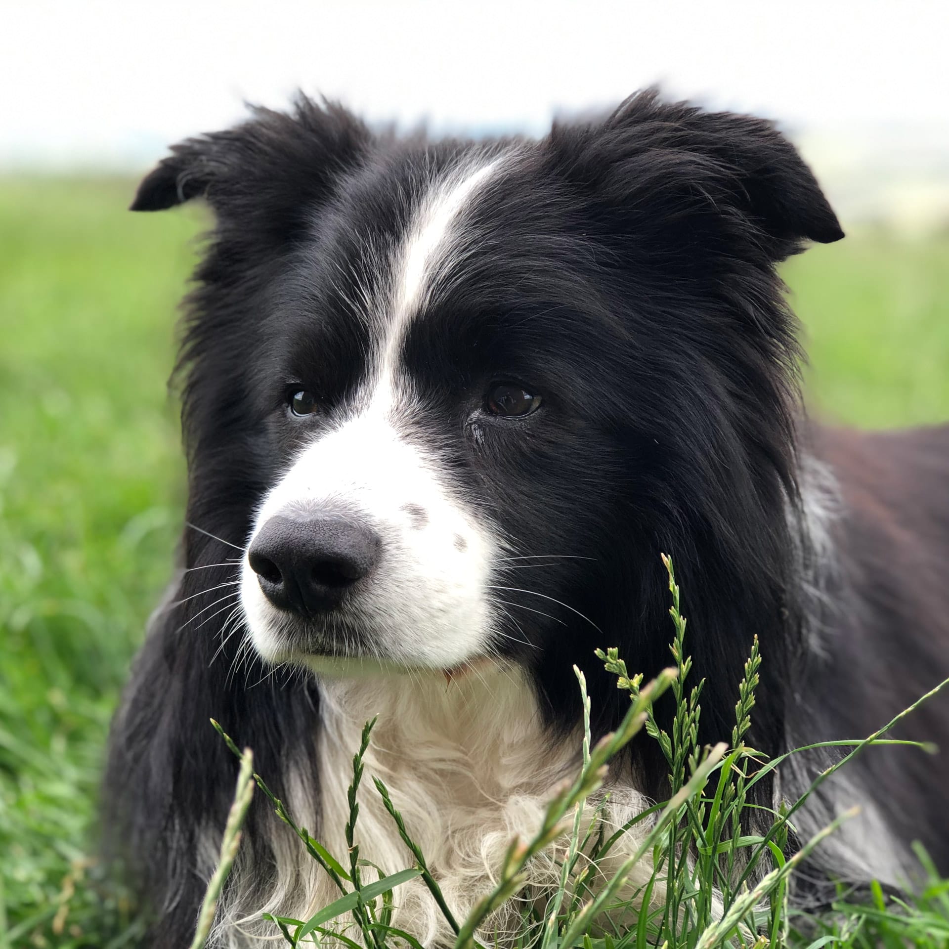 Fully Qualified Dog Boarders - Ofqual L3 | Furry Towers